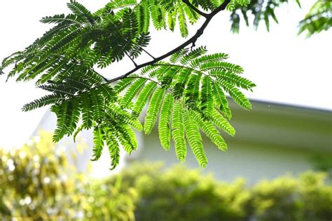 Silk Tree Fabaceae Deciduous Tree Stock Image Image Of Landscape