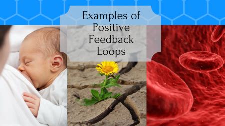 Positive Feedback Loop Examples Science Trends