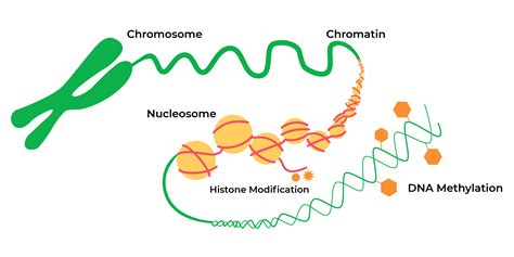 What Is Epigenetics ZYMO RESEARCH Zymo Research International