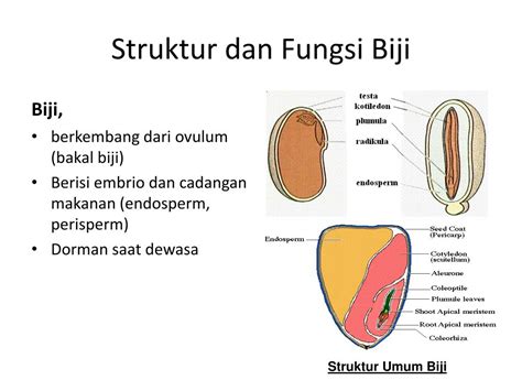 Ppt Struktur Bunga Buah Dan Biji Powerpoint Presentation Free