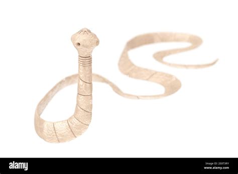 Taenia Solium Tapeworm Closeup Microscopic View On A White Background