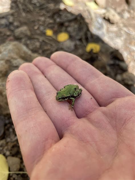 Arizona Tree Frog Found In Kachina Peaks Wildnerness R Arizona