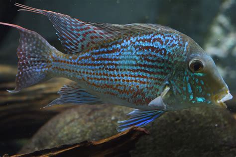Geophagus Sveni Fish Sheet