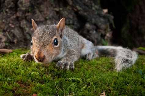 Gauging Human Age Hard Determining Squirrel Age Easy The Art Of