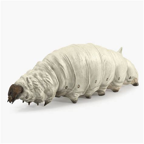 Silkworm White Rigged for Cinema 4D 3D Model $69 - .c4d - Free3D