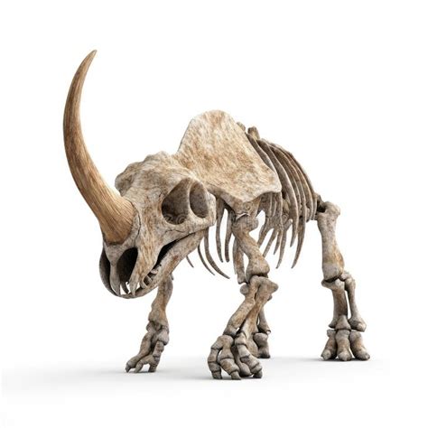 Prehistoric Rhino Skeleton Ancient Beast Fossil Remains Stock