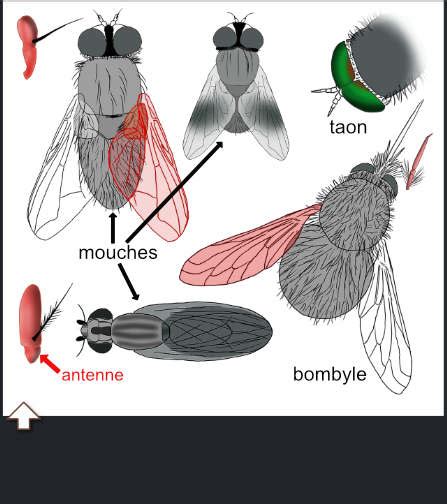 Les DiptÈres Identifier Un Insecte