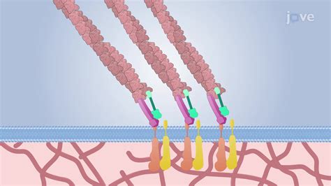Video Cytoskeleton And Focal Adhesion Organization Assay An Immunofluorescence Based Method To