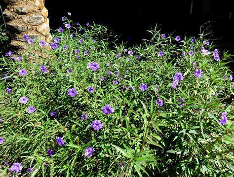 Plant Of The Month Desert Ruellia Water Use It Wisely