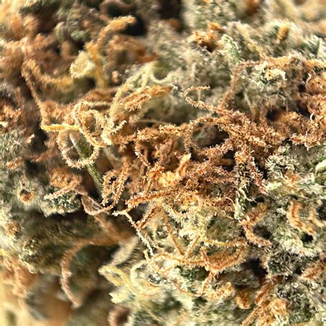 Orange Cookies Indica Aaa King Tuts