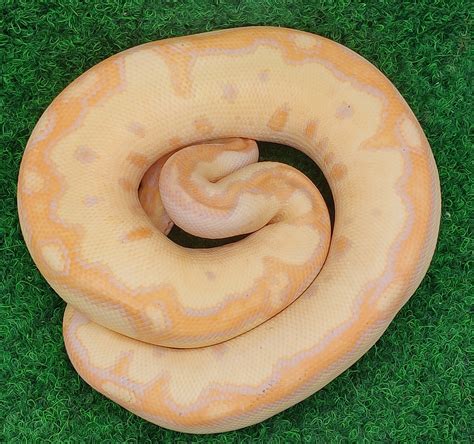 Ball Python Red Stripe Banana Clown Rodent Kingdom Malta
