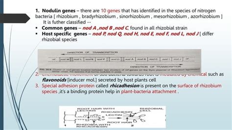 Nodule Formation By Alisha Dewangan Pptx