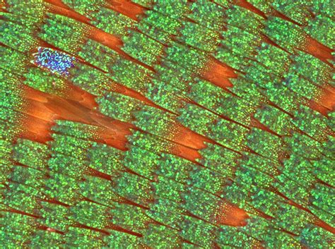 Muhammad Usama Ashraf On Linkedin Decoding Burst Swimming Performance A Scaling Perspective On