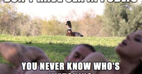 Sex Advice Mallard Meme On Imgur
