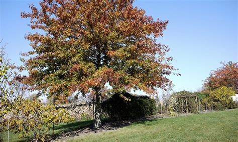 What Trees Like Wet Soil Hint There Are 13 Local Trees
