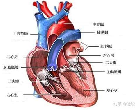 为什么aed的电极片必须贴在左胸下，右胸上？ 知乎