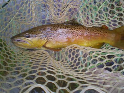 Fly Fishing The West With Howard Fly Fishing The South Holston River