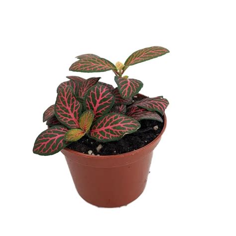 Mini Red Veined Nerve Plant Fittonia Easy House Plant