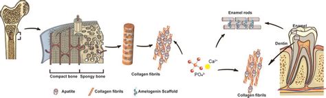 Physiological Mineralization Mainly In Bone And Teeth Forms