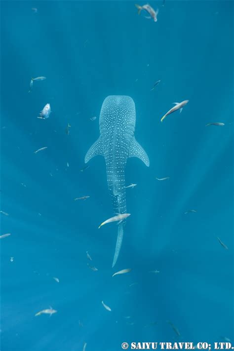 Wildlife