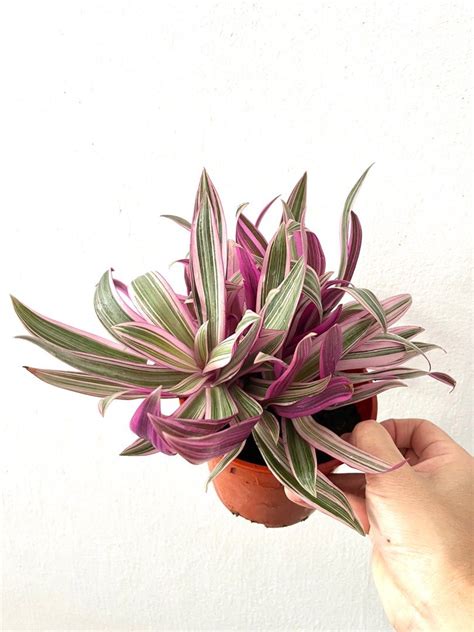 Variegated Tradescantia Spathacea Tricolor Moses In The Cradle Boat
