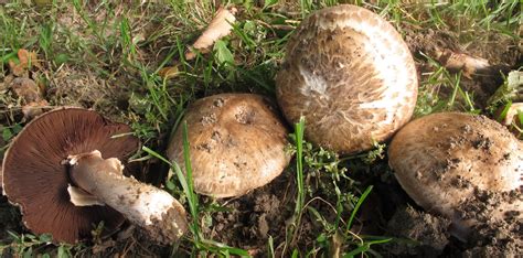 Cromushrooms Agaricus Cappellianus