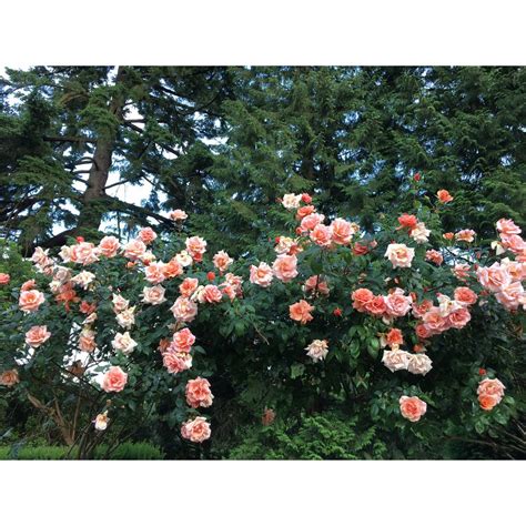 25เมล็ด เมล็ดกุหลาบ อังกฤษ พันธุ์เลื้อย สีส้ม กุหลาบหนู Rose Seeds