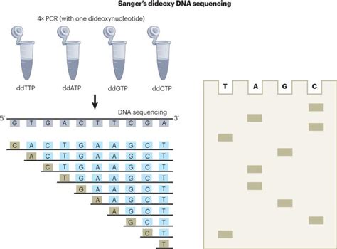 How Ngs Sequenced A Large Genome Hanaa Fayed Posted On The Topic Linkedin