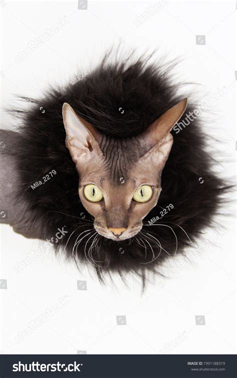 Naked Sphinx Green Eyes Fur Collar Stock Photo Shutterstock