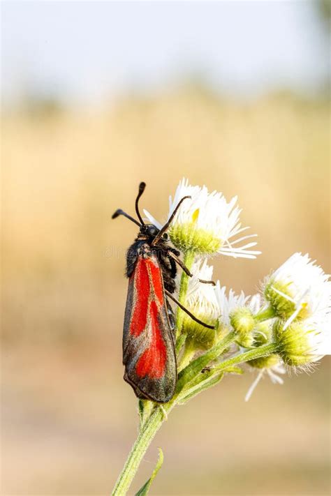 Bug On Flower May Be Pollinator Or Pest Red And Black Colors Stock