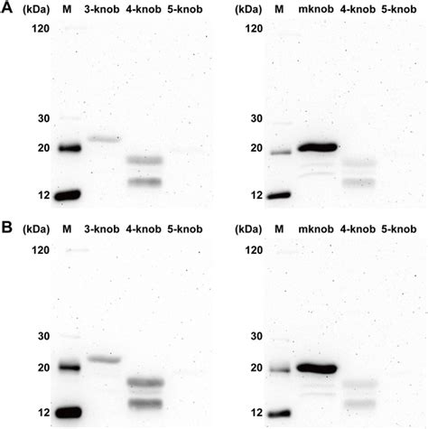 Sds Denaturation Techniques Plos One