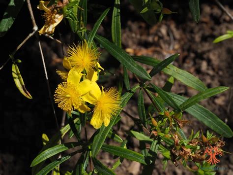 Hypericum ×inodorum Mill