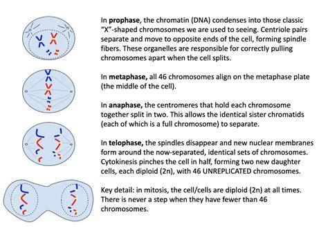 CC How To Tell The Difference Between Mitosis And Meiosis