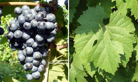 Terrano | wein.plus Lexikon