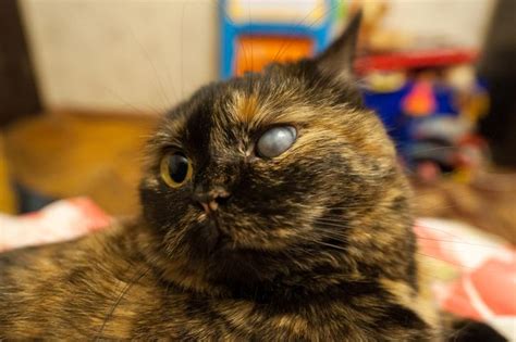 ¿por Qué Mi Gato Tiene Las Pupilas Dilatadas Causas Principales
