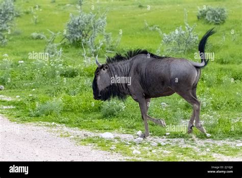 Namibia Gnu Herd Running In The Savannah Rain Season With Grasses