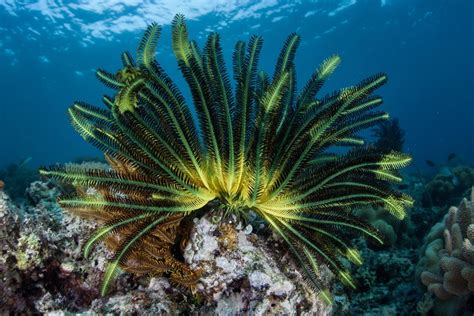 Koh Phi Phi Snorkeling Review ~ Thailand 2021 Edition