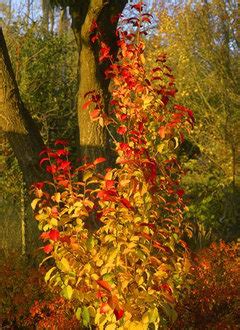 Identify This Yellow Tree