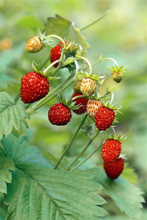 Walderdbeeren Auf Wiese Stockbild Bild Von Draussen 33965625