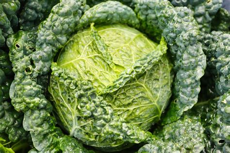 Cabbage Vegetables Leafy Greens Free Photo On Pixabay