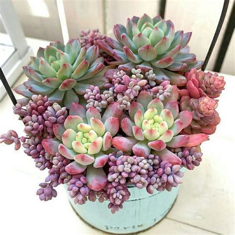 20 Easy And Cheap Ways To Make Succulent Garden In Your Backyard