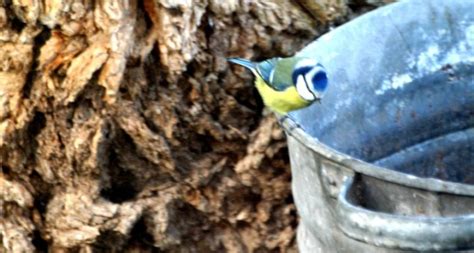 Oiseaux De Chez Nous
