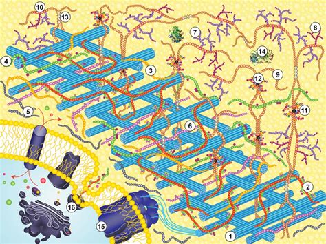 Model Of The Polysaccharide Framework In A Plant Cell Wall Generalized