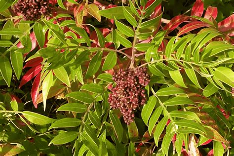 Sumac Staghorn Fragrant Winged Desert And Skunkbush