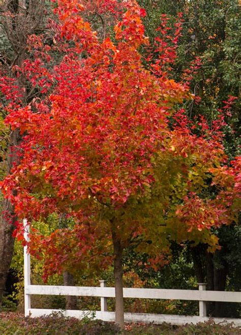 Autumn Blaze Maple Tree Tlc Garden Centers