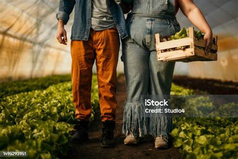 캐주얼한 옷을 입고 생 채소로 가득 찬 상자를 들고 서 있는 남성과 여성 농부의 자른 이미지 비닐하우스에 대한 스톡 사진 및 기타 이미지 Istock