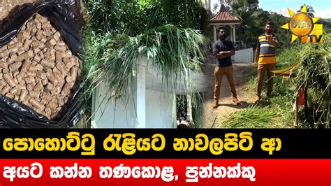 පොහොට්ටු රැළියට නාවලපිටි ආ අයට කන්න තණකොළ පුන්නක්කු Hiru News Youtube
