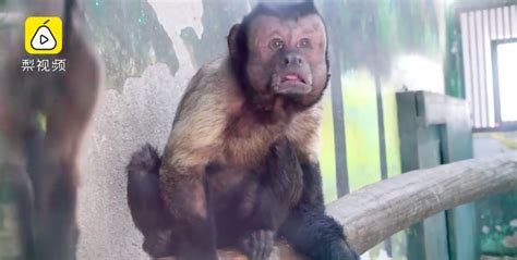 这只猴子靠一张 国字脸”走红，竟适用 人脸识别”（视频） 搜狐大视野 搜狐新闻