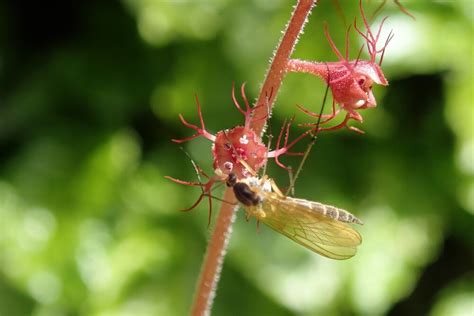 シコクチャルメルソウユキノシタ科 見ごろの植物