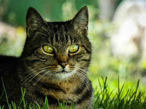 动物 猫 猫科动物 Pixabay上的免费照片 Pixabay